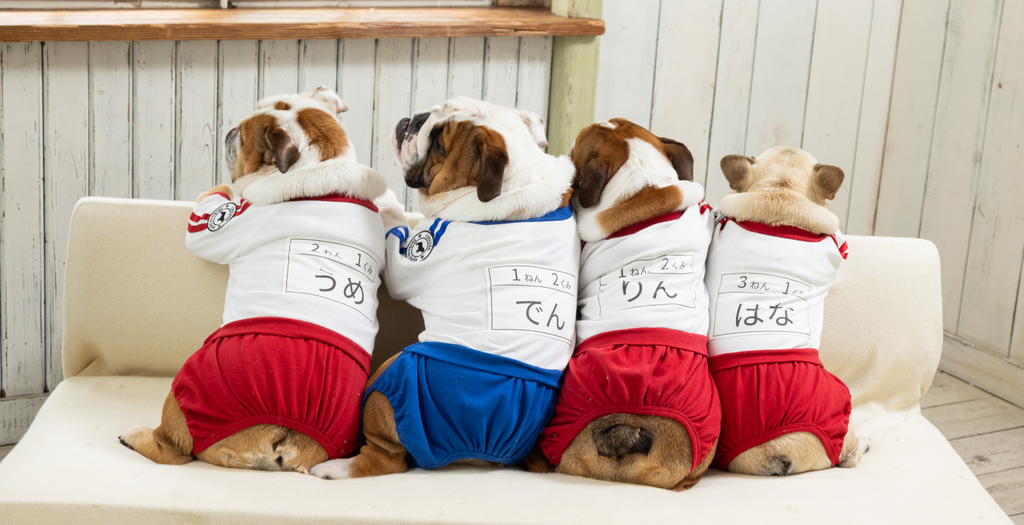 Corazón brand story – ペット服【corazón】北斗晶プロデュース